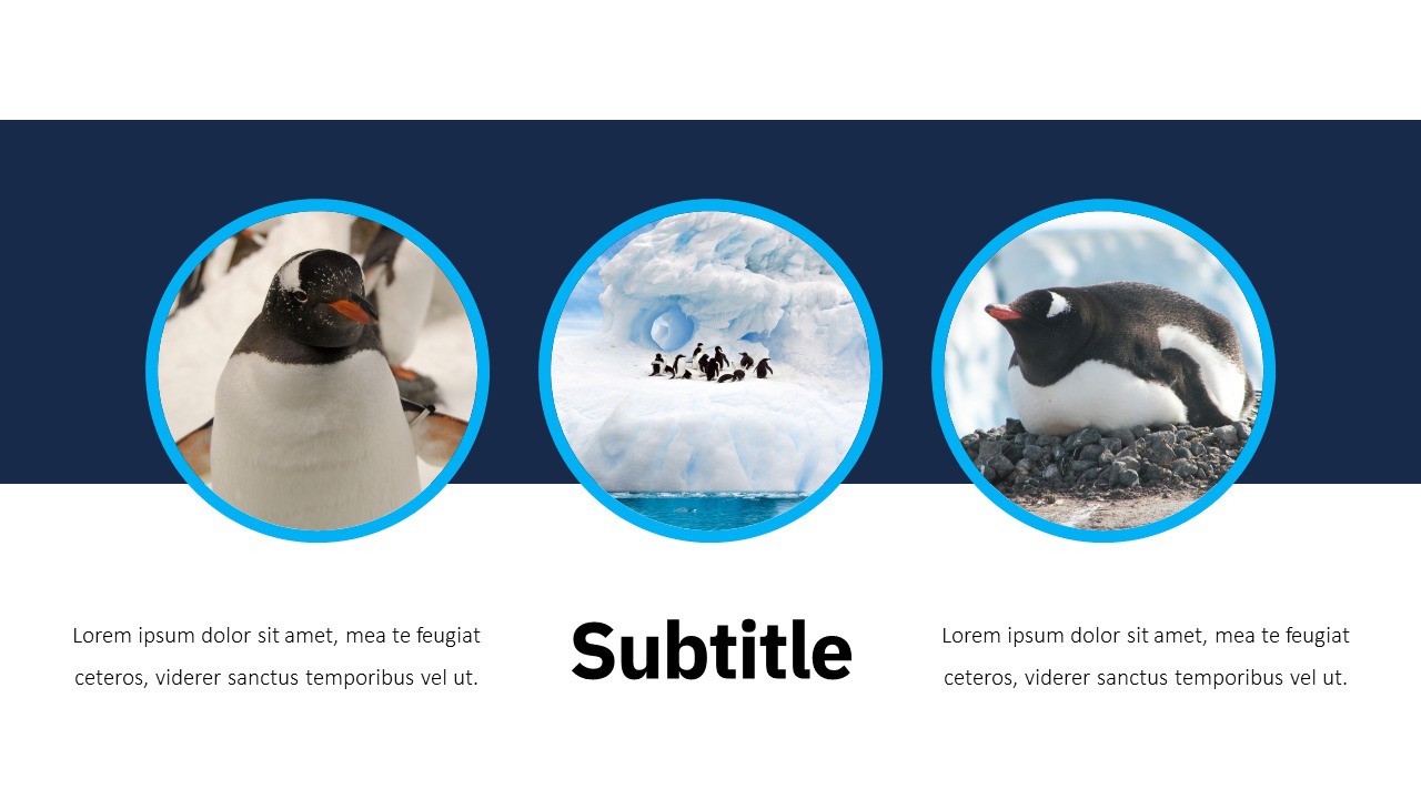 Penguin Google Slides mac|Animal
