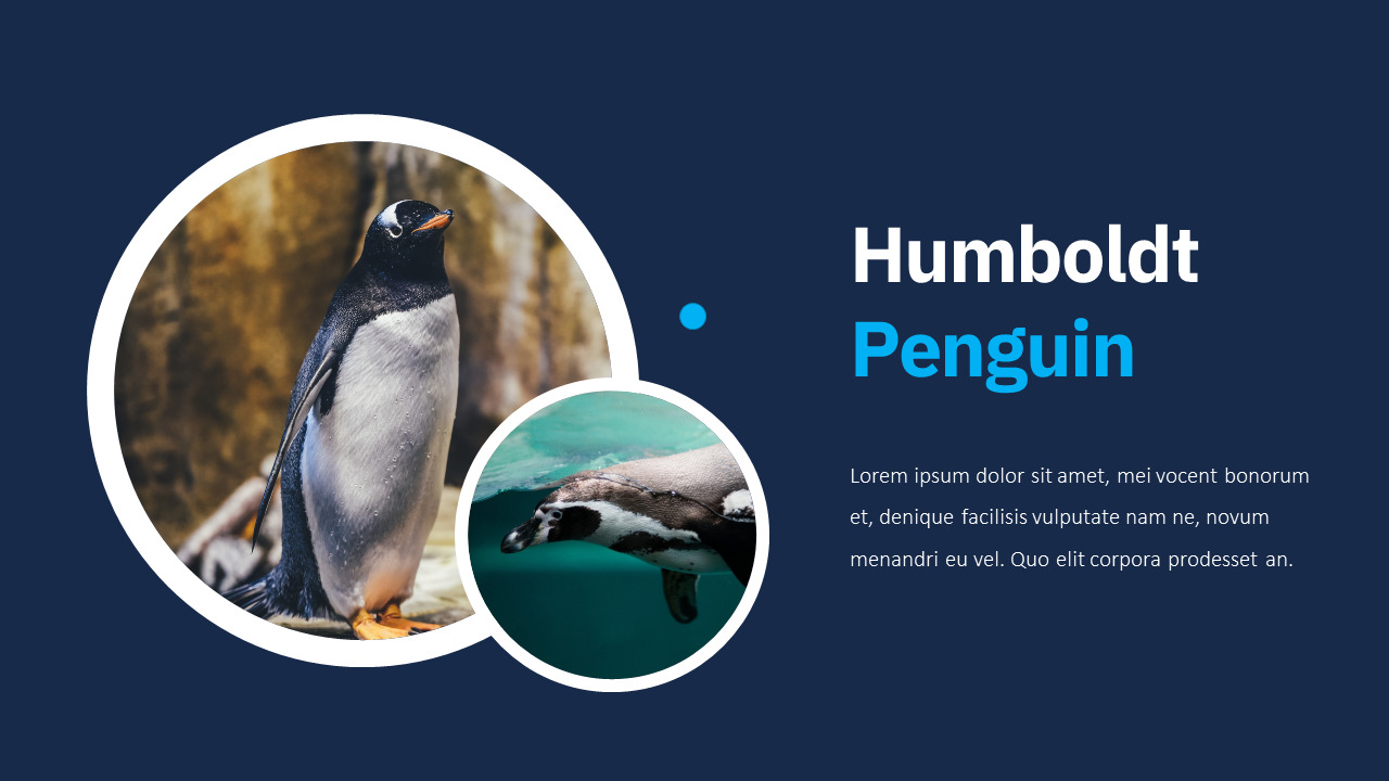 Penguin Google Slides mac|Animal