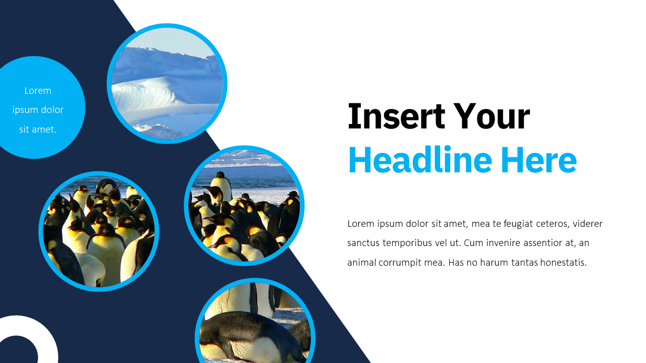 Penguin Google Slides mac|Animal