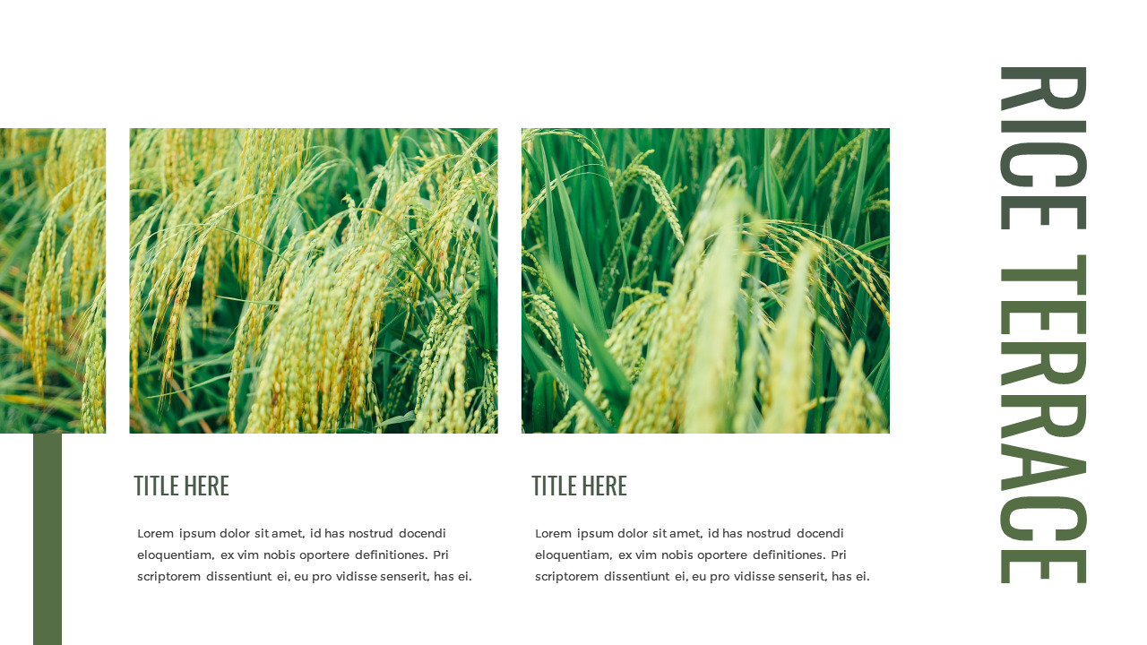 Rice Terrace Google Slides for mac|Nature