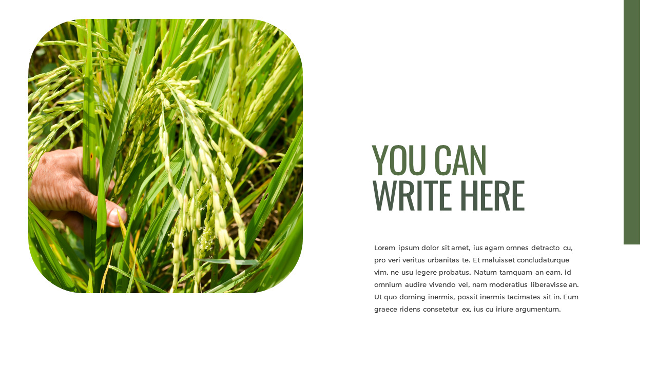 Rice Terrace Google Slides for mac|Nature