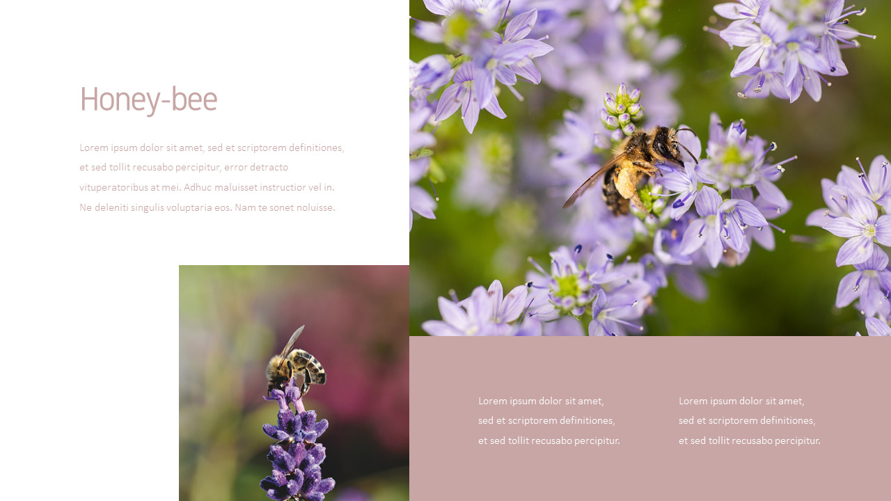Flower & Bee company profile template design|Lifestyle|PPT