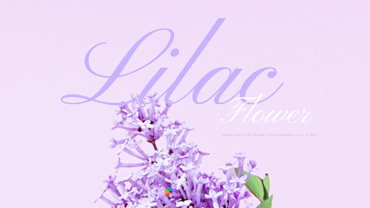 Lilac PPT Slides|Lifestyle|Templates