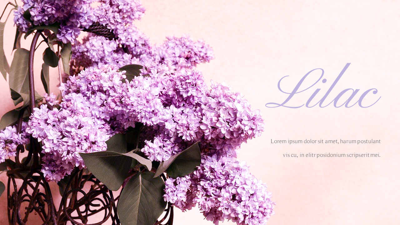 Lilac PPT Slides|Lifestyle|Templates