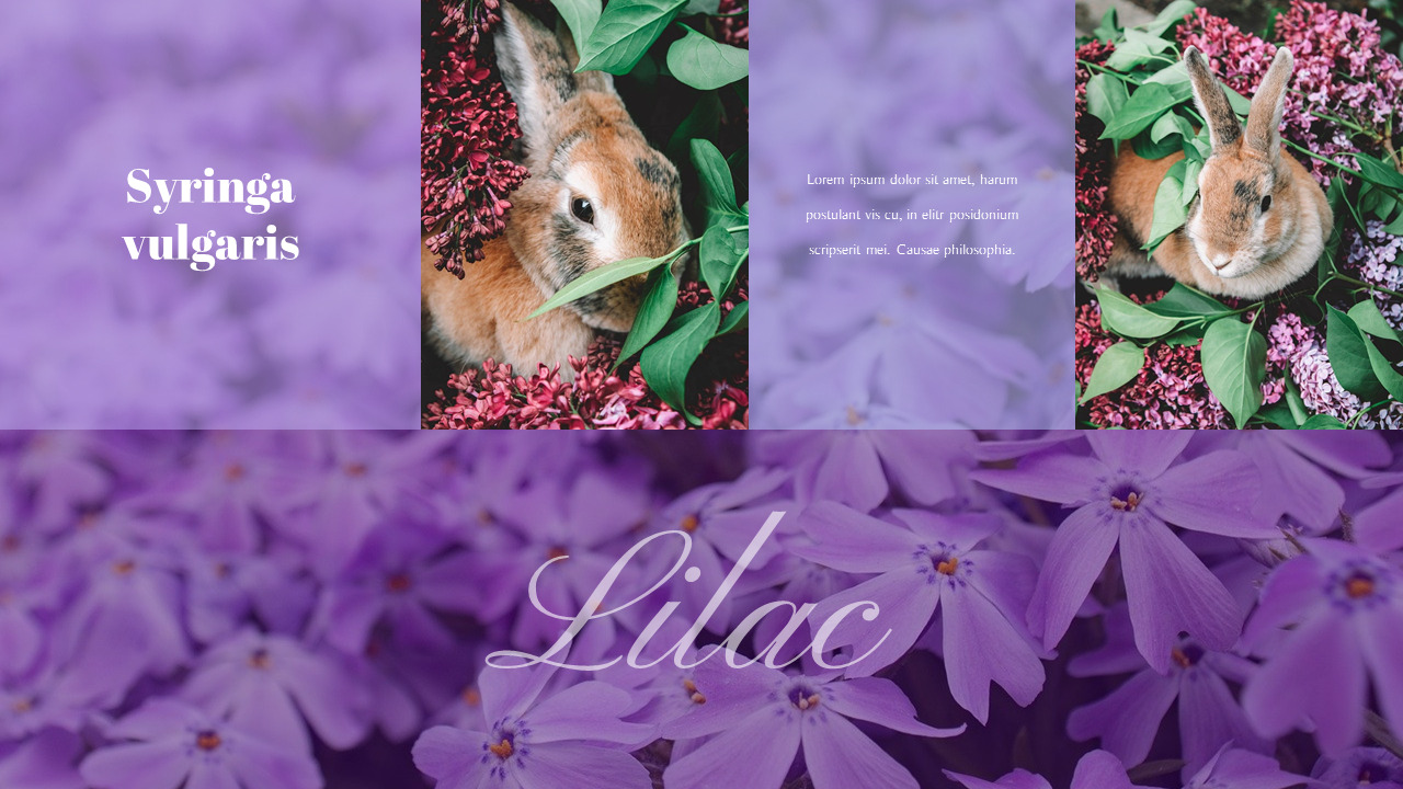 Lilac PPT Slides|Lifestyle|Templates