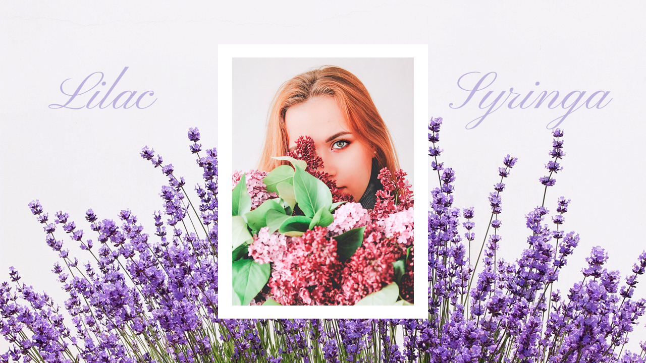 Lilac PPT Slides|Lifestyle|Templates