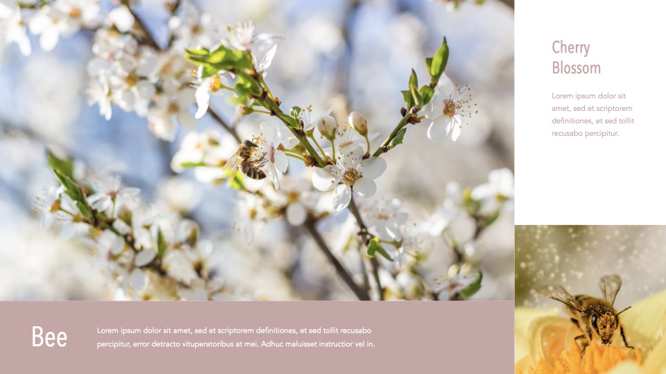 Flower & Bee Microsoft Keynote|Lifestyle