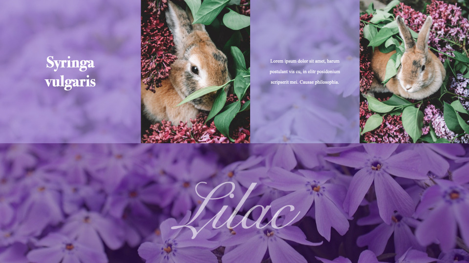 Lilac Keynote PowerPoint|Lifestyle