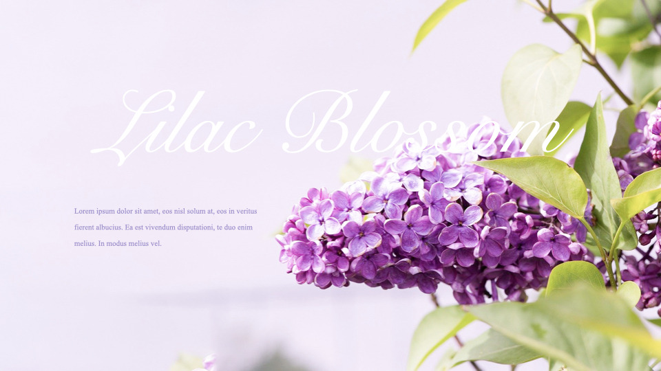 Lilac Keynote PowerPoint|Lifestyle