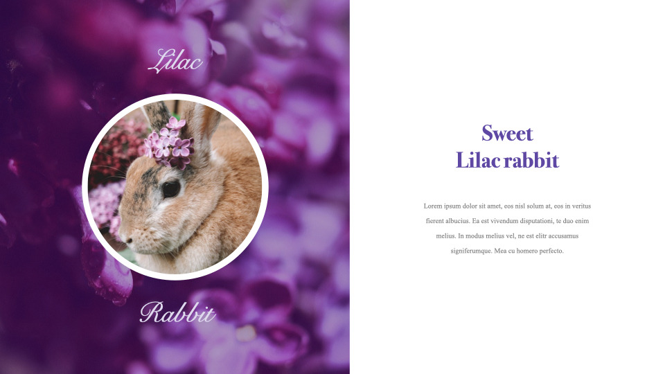 Lilac Keynote PowerPoint|Lifestyle