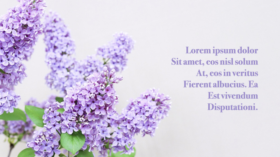 Lilac Keynote PowerPoint|Lifestyle