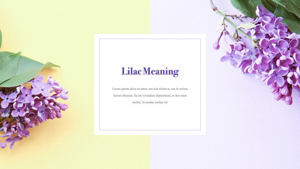 Lilac Keynote PowerPoint|Lifestyle