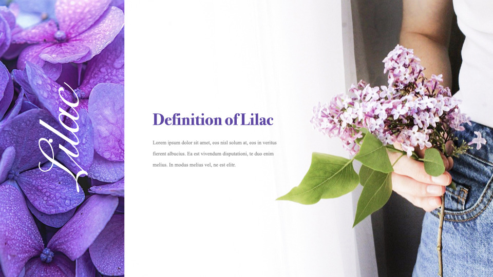 Lilac Keynote PowerPoint|Lifestyle