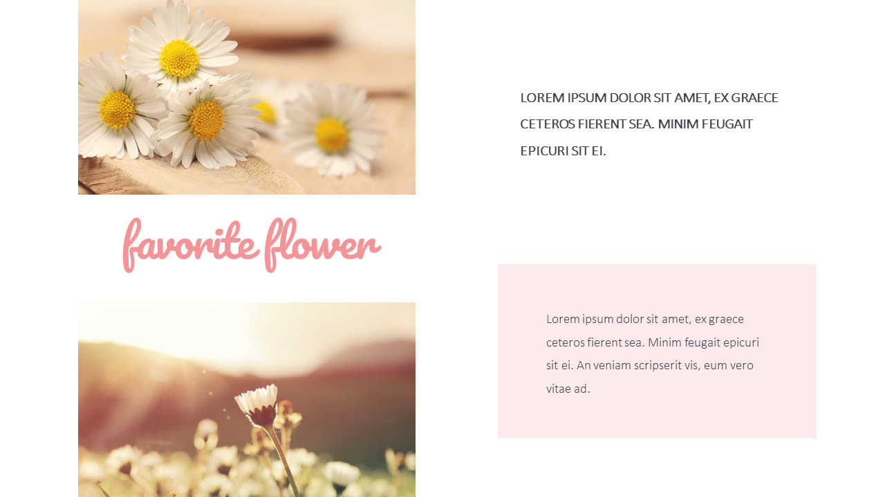 Daisy Google Slides Themes|Lifestyle
