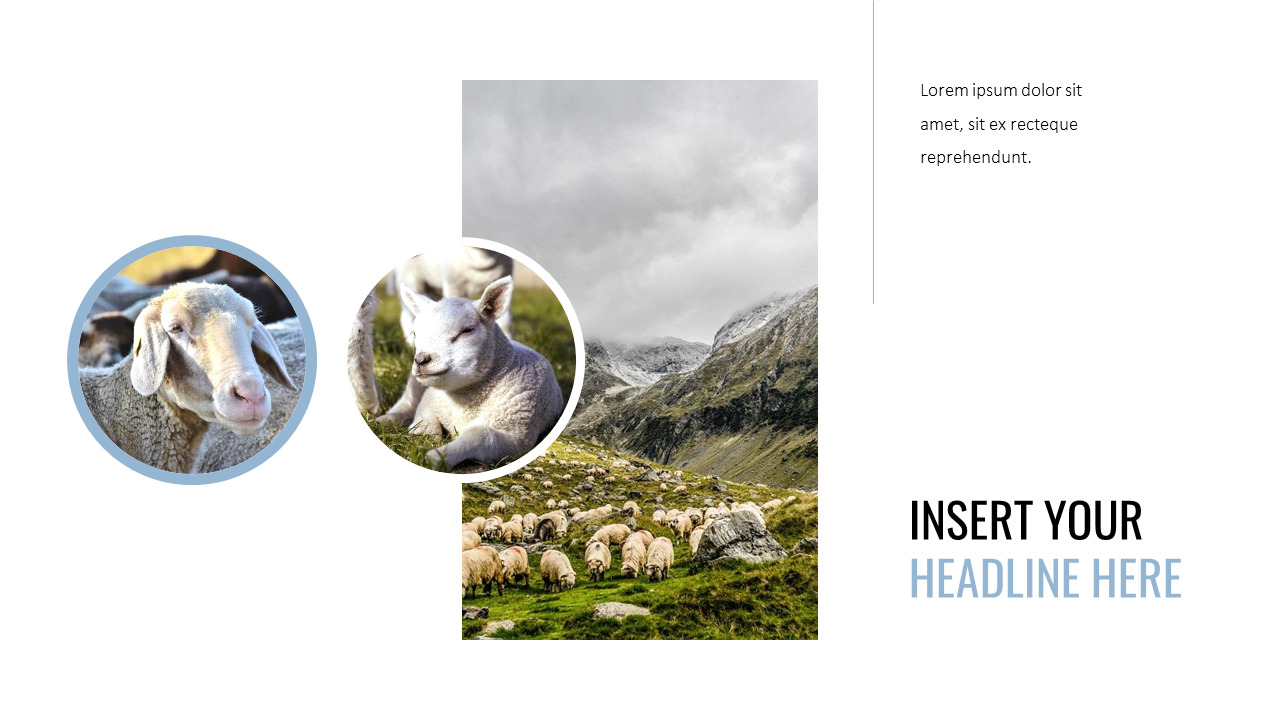 Sheep Google Slides mac|Lifestyle