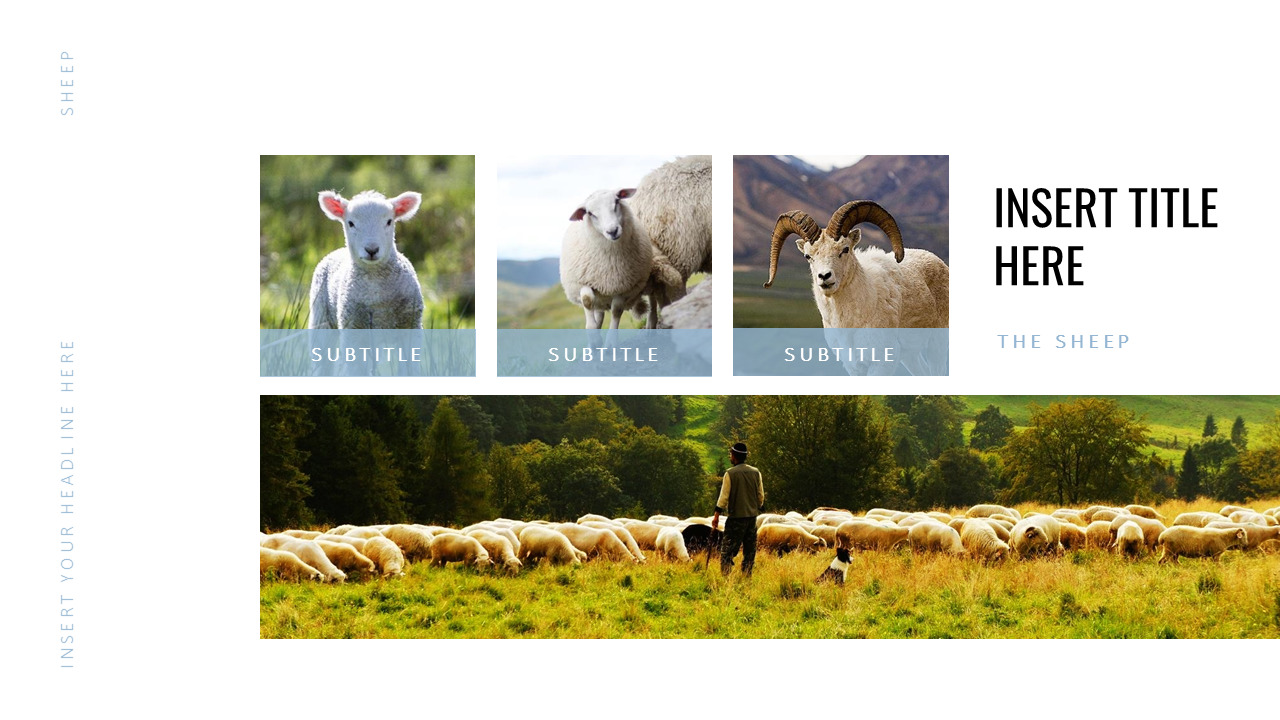 Sheep Google Slides mac|Lifestyle