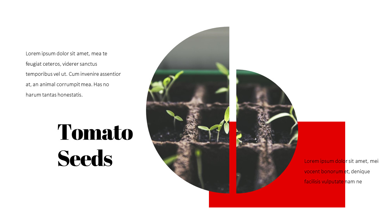 Tomato Google PPT Templates|Business|Slides