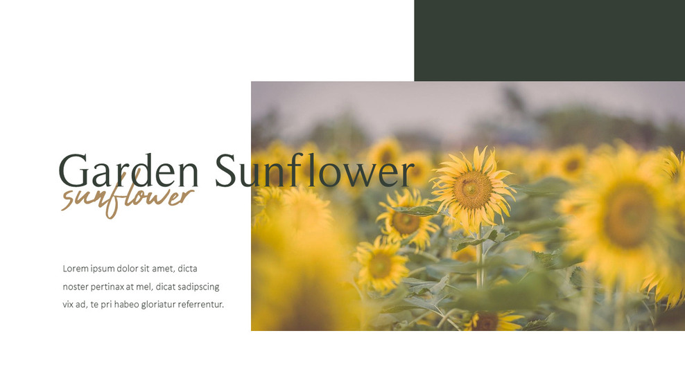 Sunflower PowerPoint Presentation Templates|Lifestyle