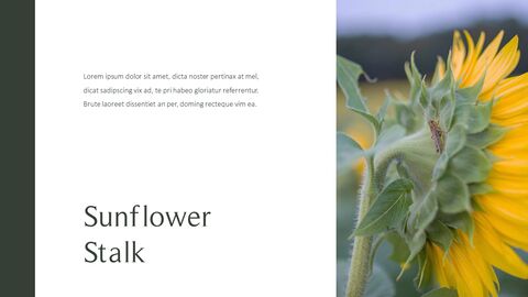Sunflower PowerPoint Presentation Templates|Lifestyle