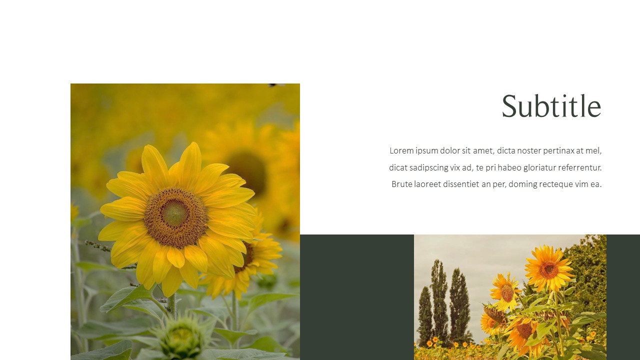 Sunflower PowerPoint Presentation Templates|Lifestyle