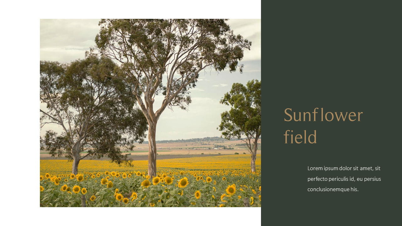 Sunflower PowerPoint Presentation Templates|Lifestyle