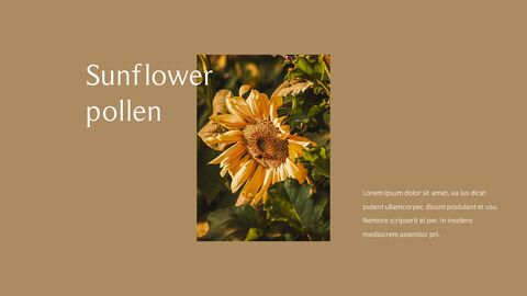 Sunflower PowerPoint Presentation Templates|Lifestyle