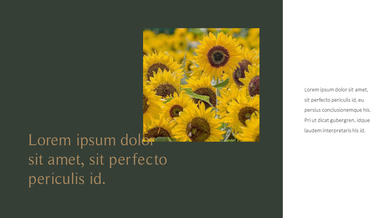 Sunflower PowerPoint Presentation Templates|Lifestyle
