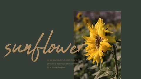 Sunflower PowerPoint Presentation Templates|Lifestyle