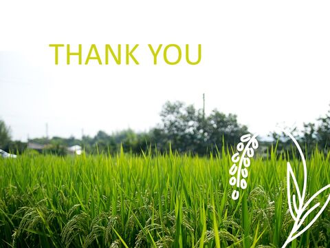 Free Powerpoint Template - An Ear of Rice