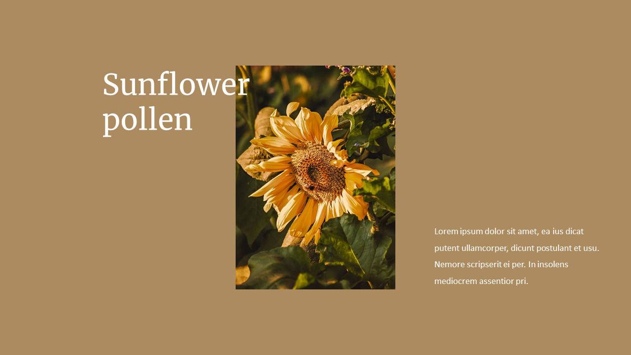 Sunflower PowerPoint to Google Slides|Lifestyle
