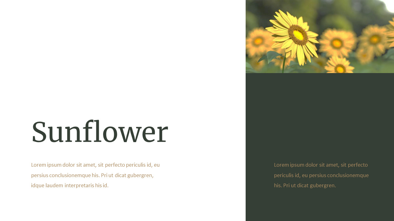 Sunflower PowerPoint to Google Slides|Lifestyle