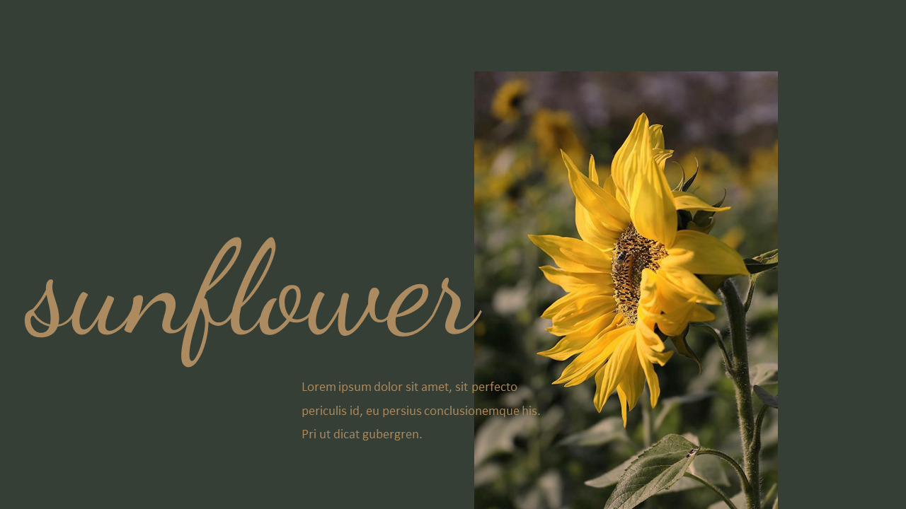 Sunflower PowerPoint to Google Slides|Lifestyle