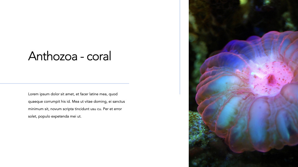 Aquarium PowerPoint for mac|Lifestyle|Keynote