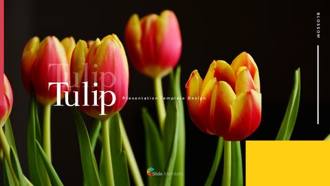 Tulip Slide PPT|Lifestyle|Templates