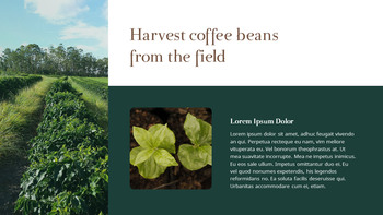 Coffee Plantation presentation slides ppt