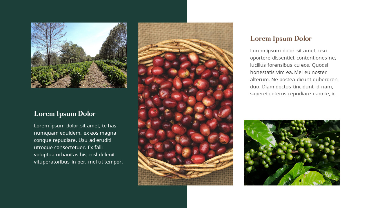 Coffee Plantation presentation slides ppt
