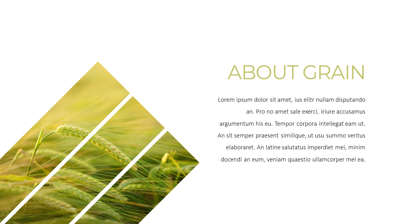 powerpoint background wheat