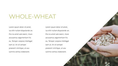 Grain Professional PPT|Business|Templates