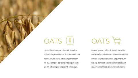 Grain Professional PPT|Business|Templates