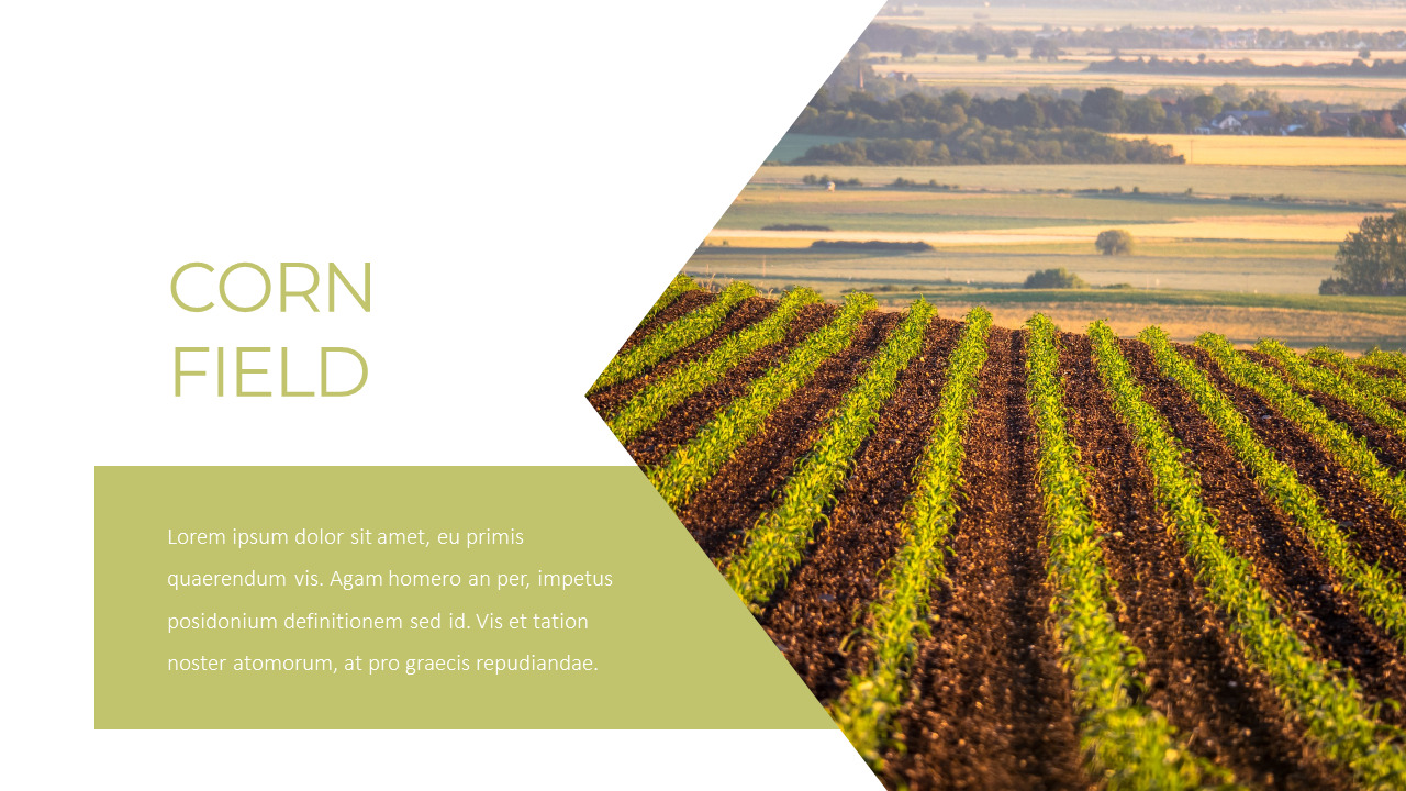 Grain Professional PPT|Business|Templates