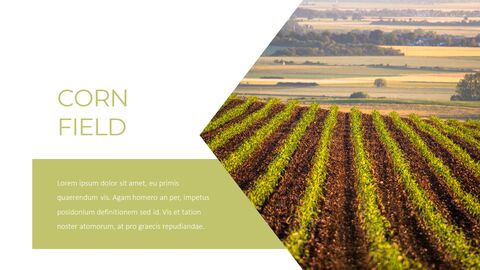 Grain Professional PPT|Business|Templates