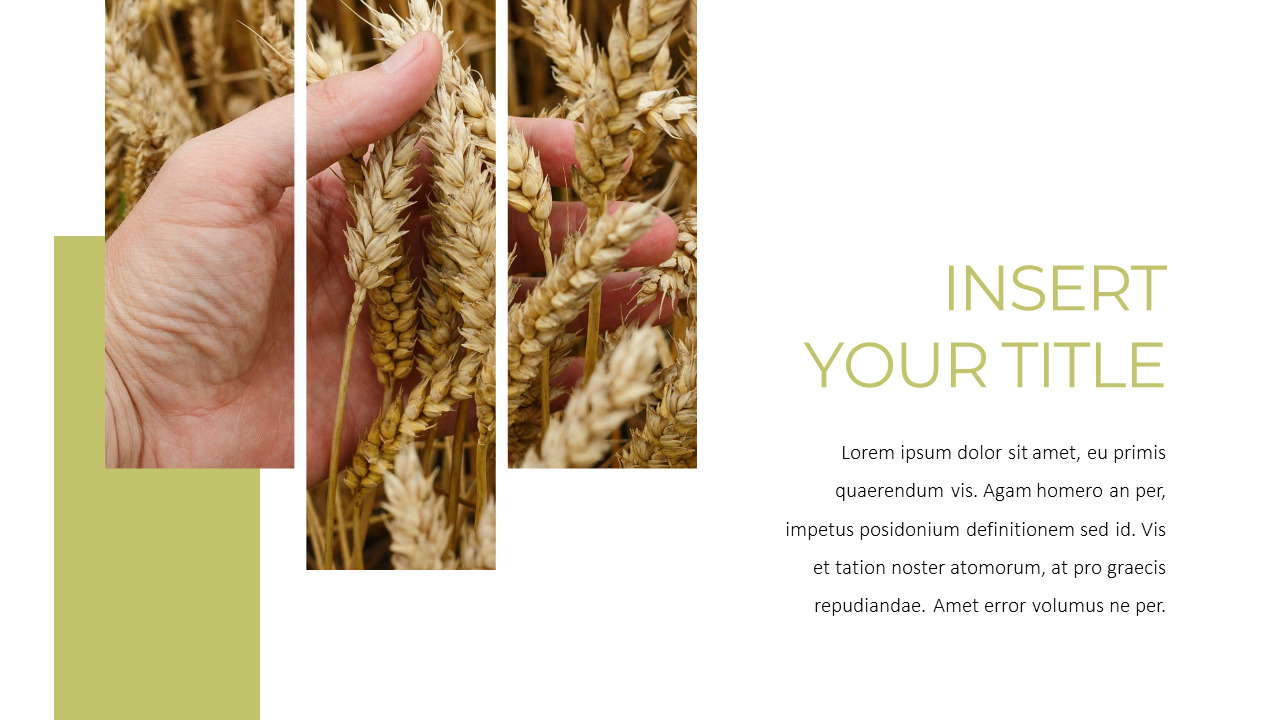 Grain Professional PPT|Business|Templates