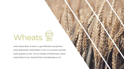 Grain Professional PPT|Business|Templates