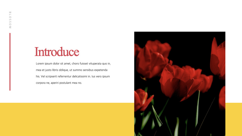 Tulip Multipurpose Keynote Template|Lifestyle