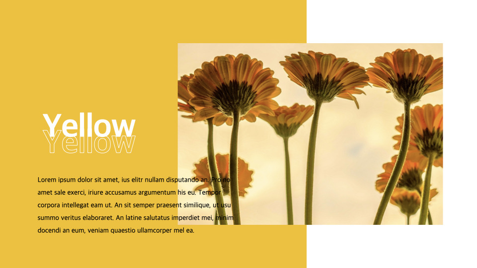 Yellow Spectrum Simple Keynote Template|Lifestyle