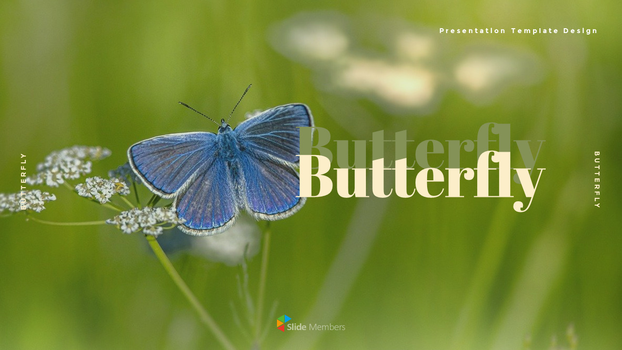 Butterfly Google presentation|Lifestyle|Slides