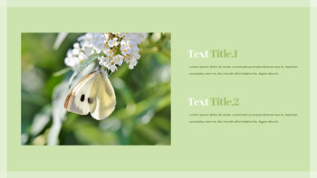 Butterfly Google presentation|Lifestyle|Slides