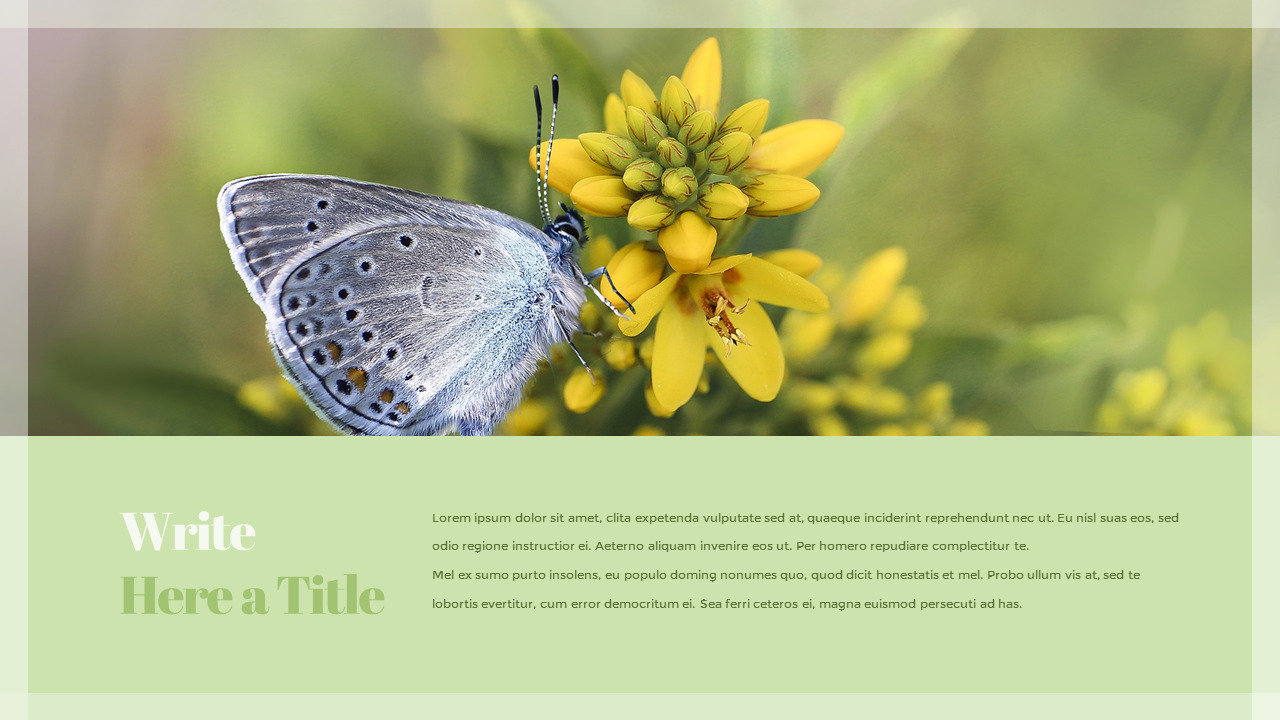 Butterfly Google presentation|Lifestyle|Slides