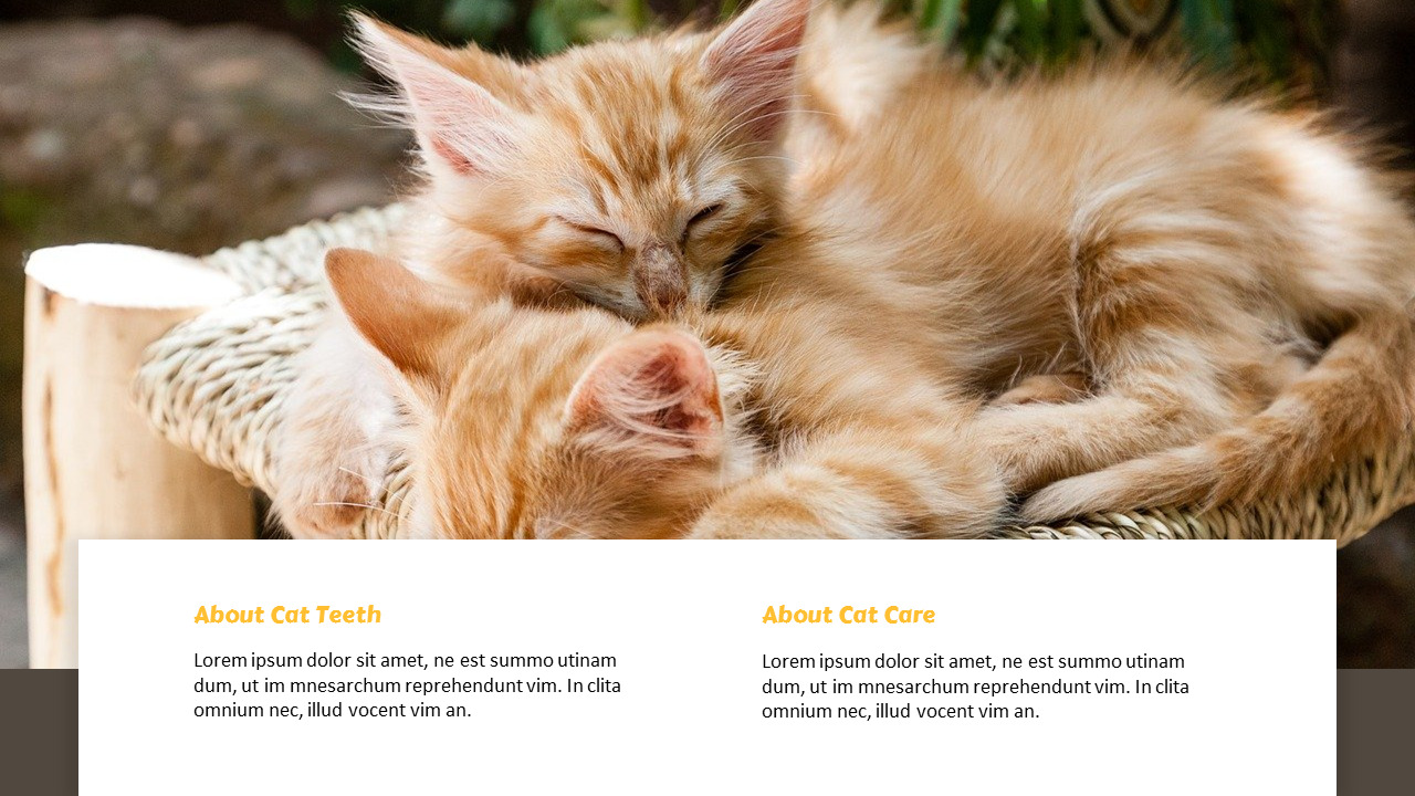 Tiny Kitten Google presentation|Lifestyle|Slides