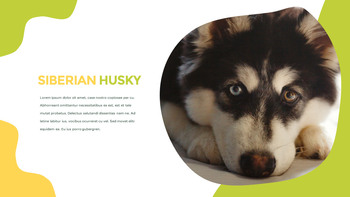 All Dog Breeds PowerPoint Presentation Templates|Lifestyle